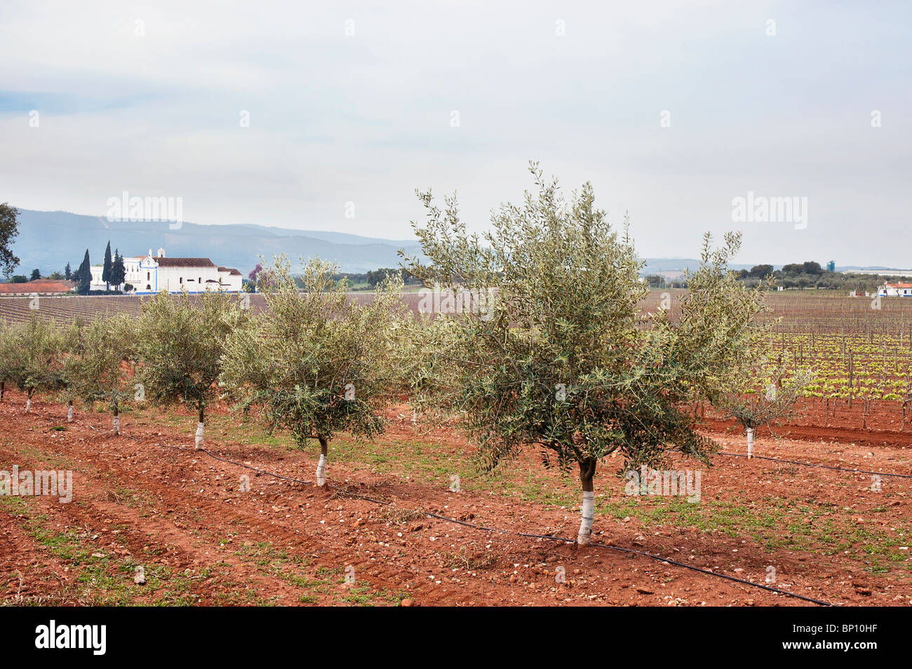 Olive grove with drip irrigation system, Alentejo, Portugal Stock Photo ...