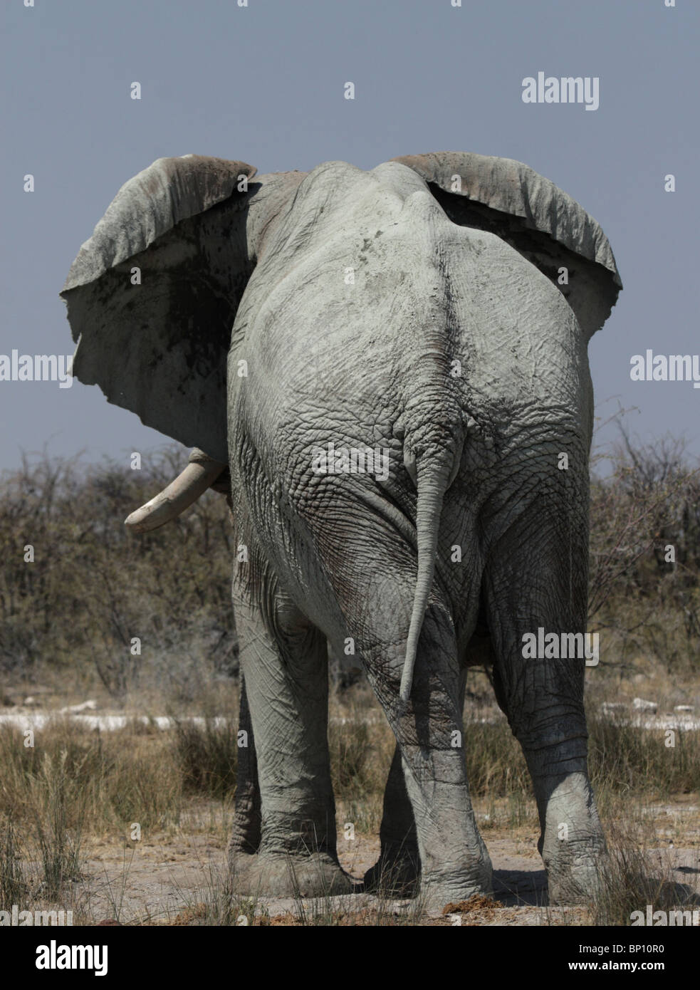 Elephant back view hi-res stock photography and images - Alamy