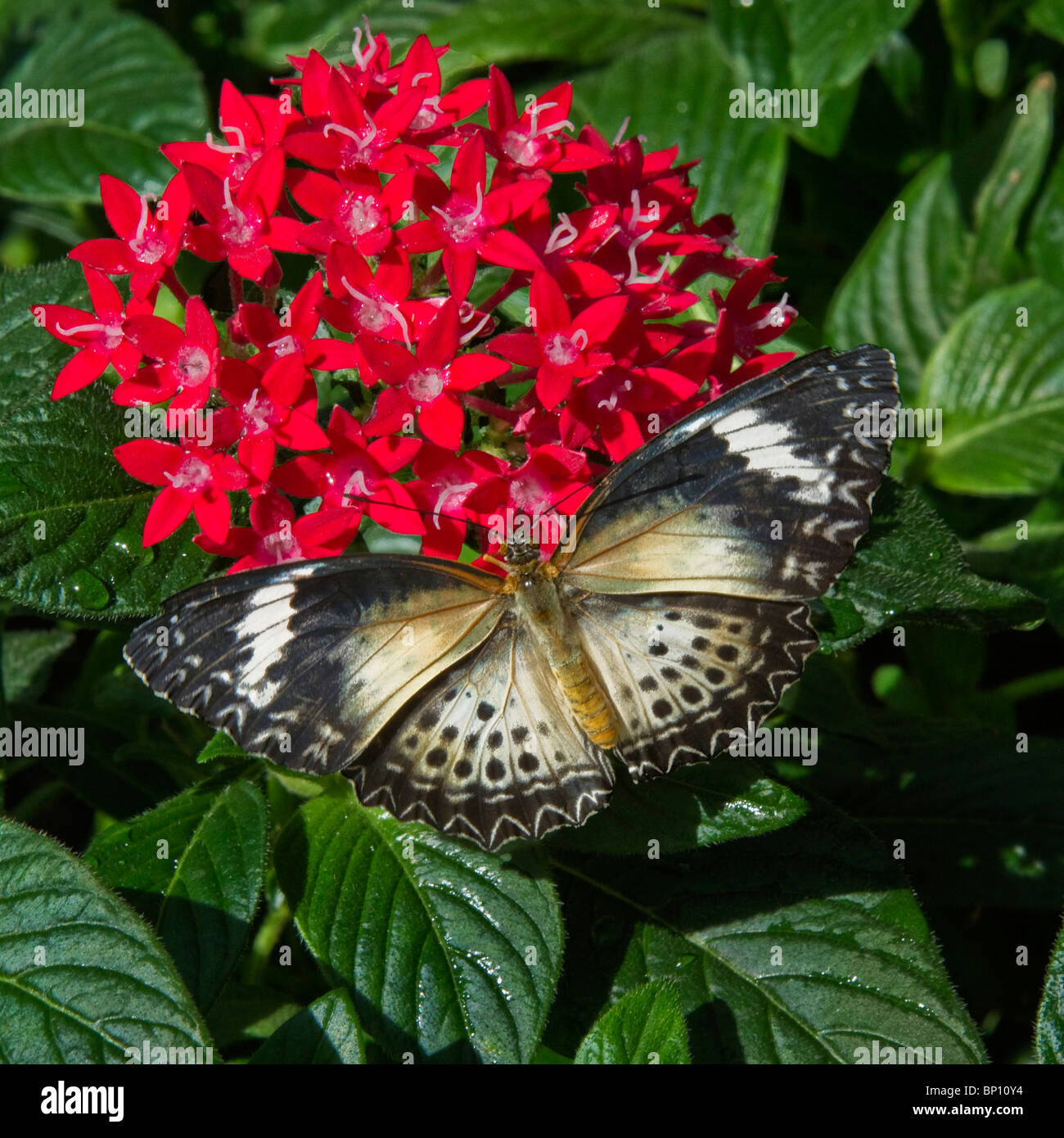Family nymphalidae hi-res stock photography and images - Alamy