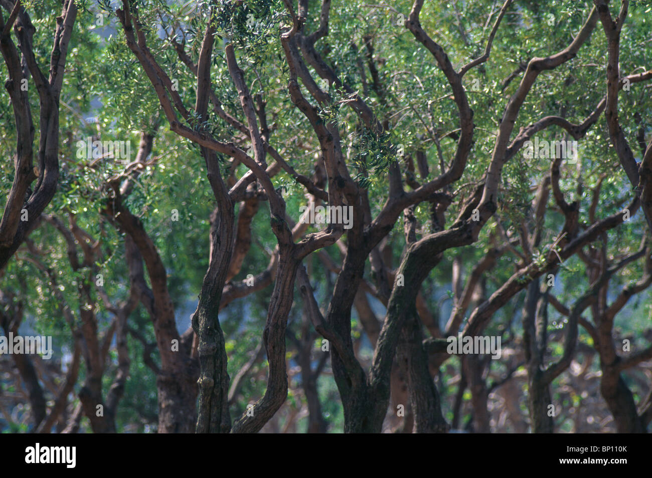 Primordial forests hi-res stock photography and images - Alamy