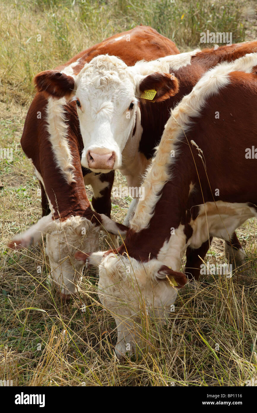 3 cows hi-res stock photography and images - Alamy