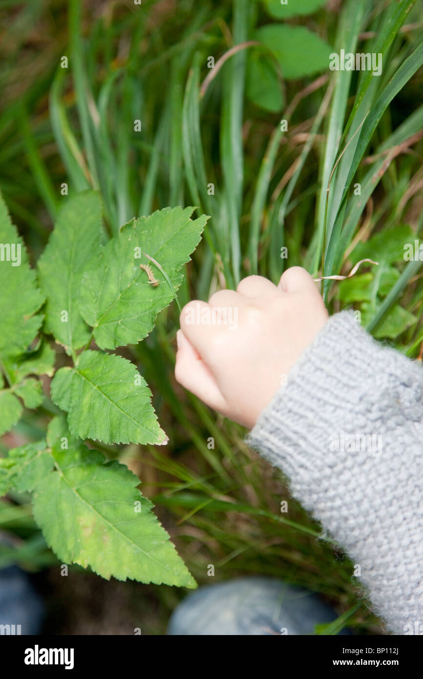 A boys hand examining a grub on a leaf Stock Photo - Alamy