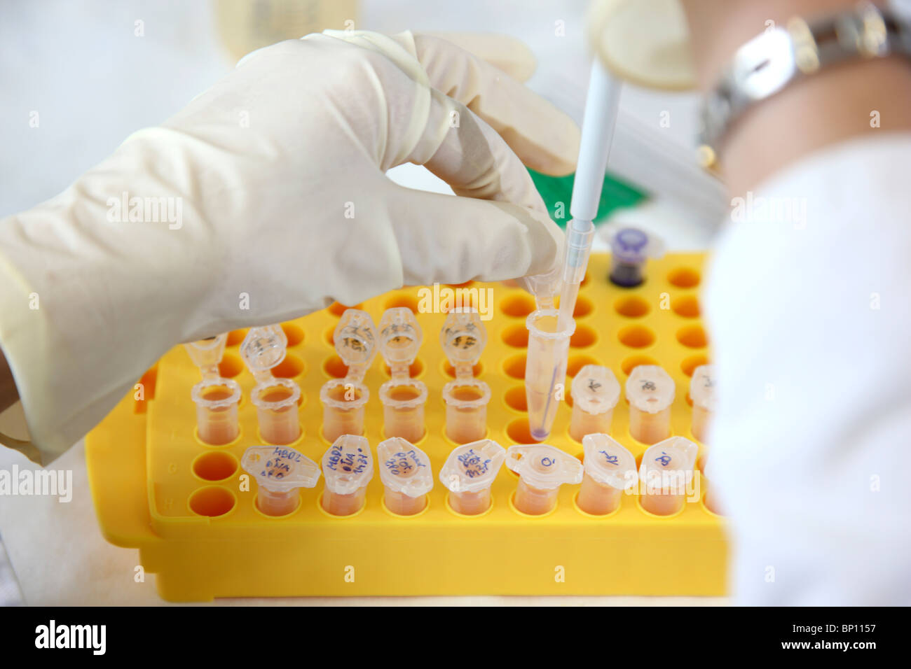 Biotechnology laboratory. Laboratory assistants working in a chemical ...
