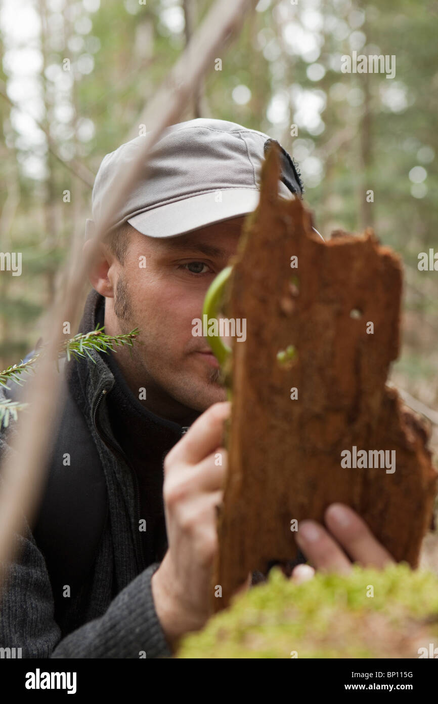 Man examining a bark Stock Photo - Alamy