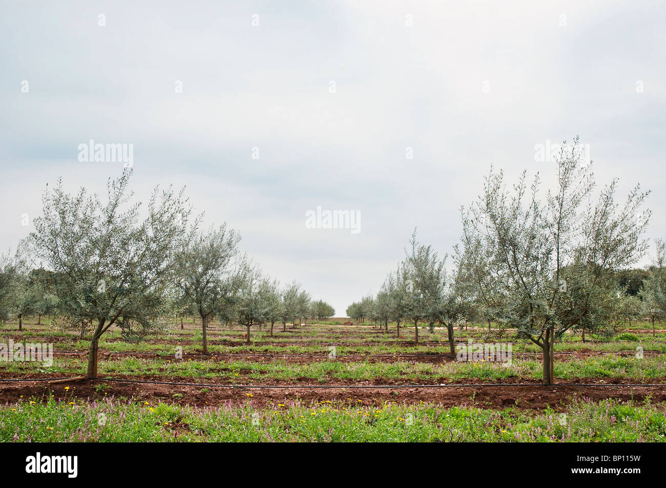 Olive grove with drip irrigation system, Alentejo, Portugal Stock Photo ...