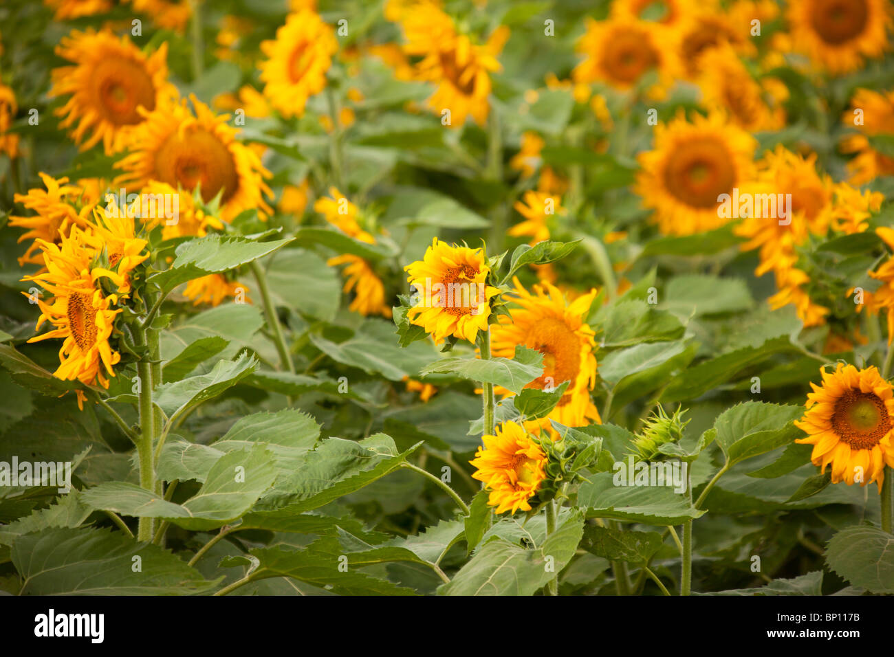 Bright Sunflowers in Field Stock Photo - Alamy