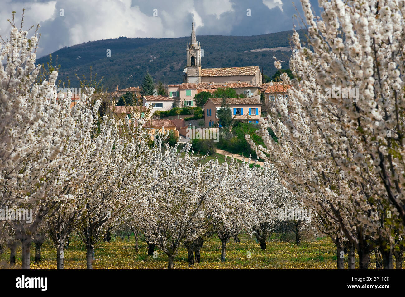 France, Provence, Vaucluse, Villars, cherry trees in bloom Stock Photo ...