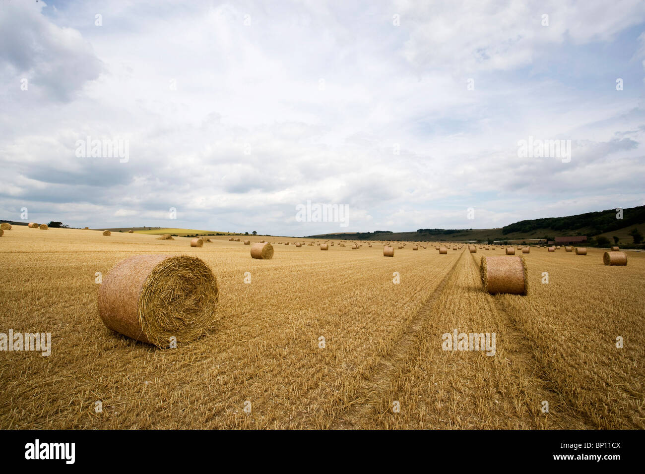 Roundels of Cut Hay at Harvest Time Stock Photo - Alamy