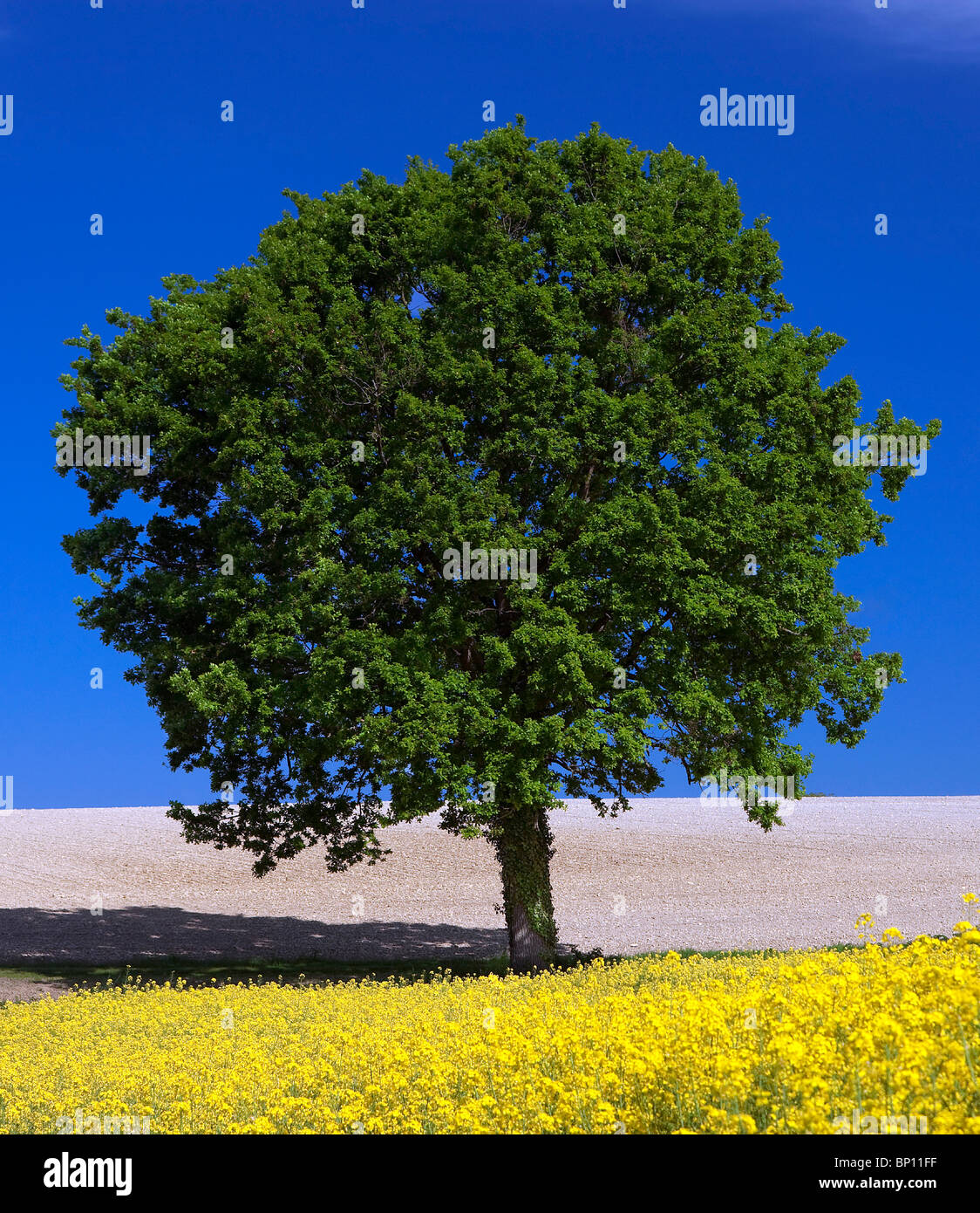 Isolated tree and colza field Stock Photo - Alamy