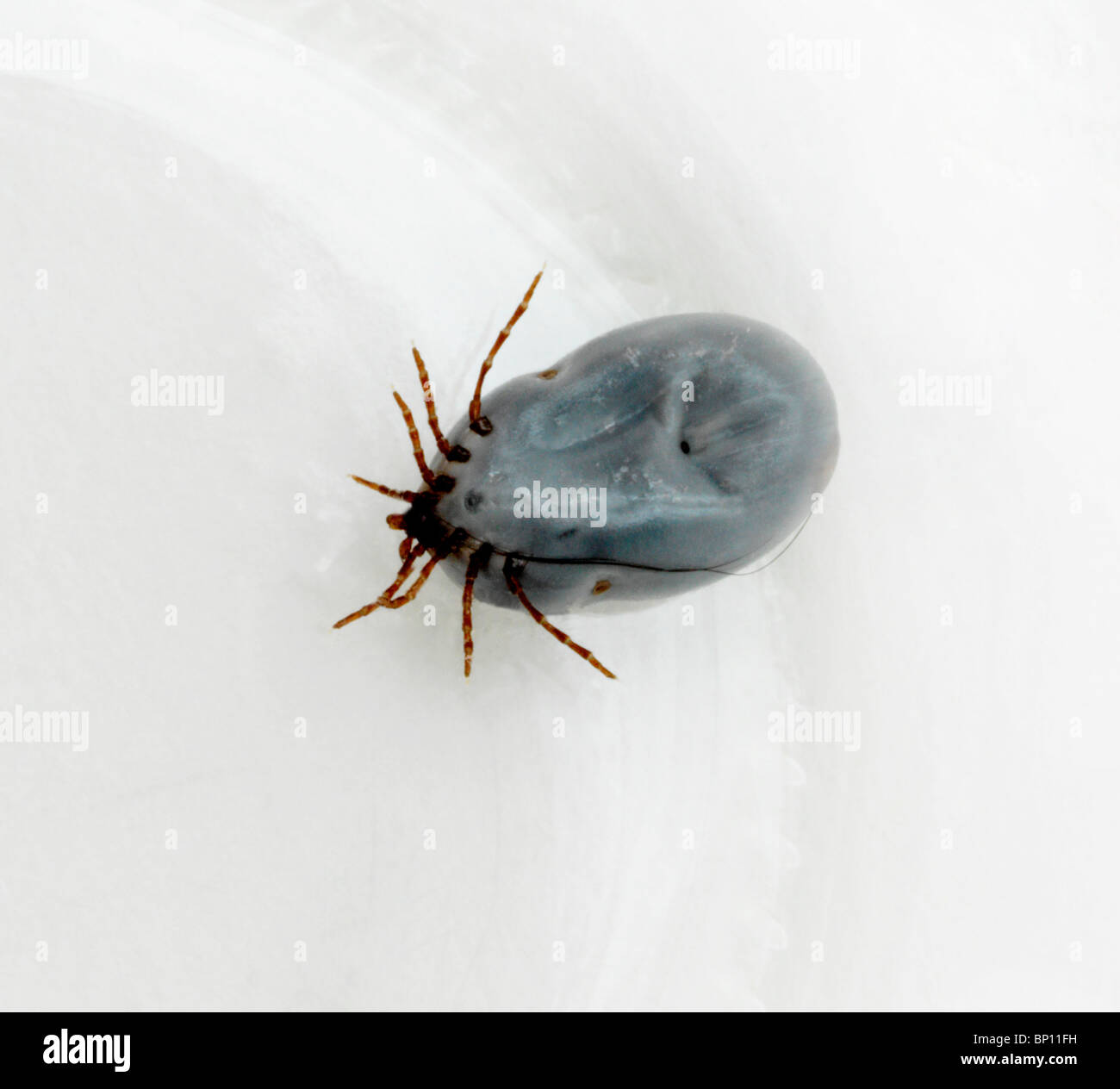 Ectoparasite hi-res stock photography and images - Alamy