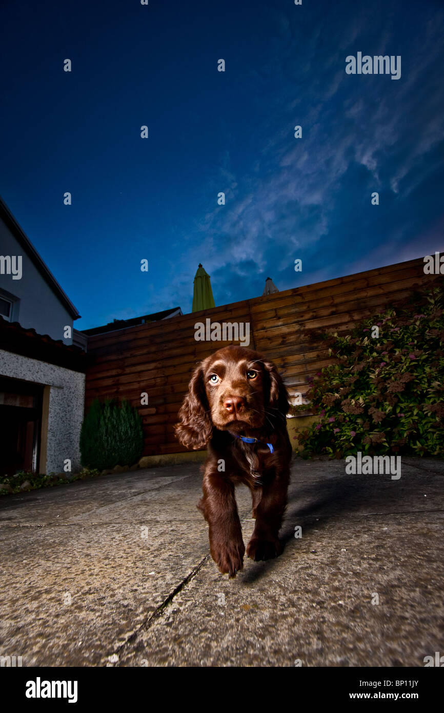 Brown Cocker Spaniel puppy playing in the garden Stock Photo - Alamy
