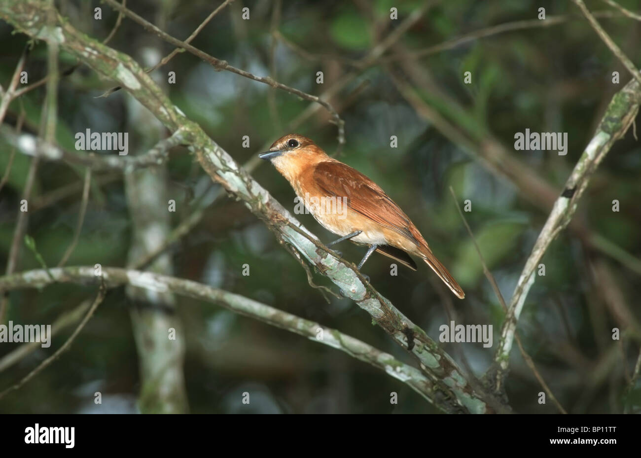 Becard High Resolution Stock Photography and Images - Alamy