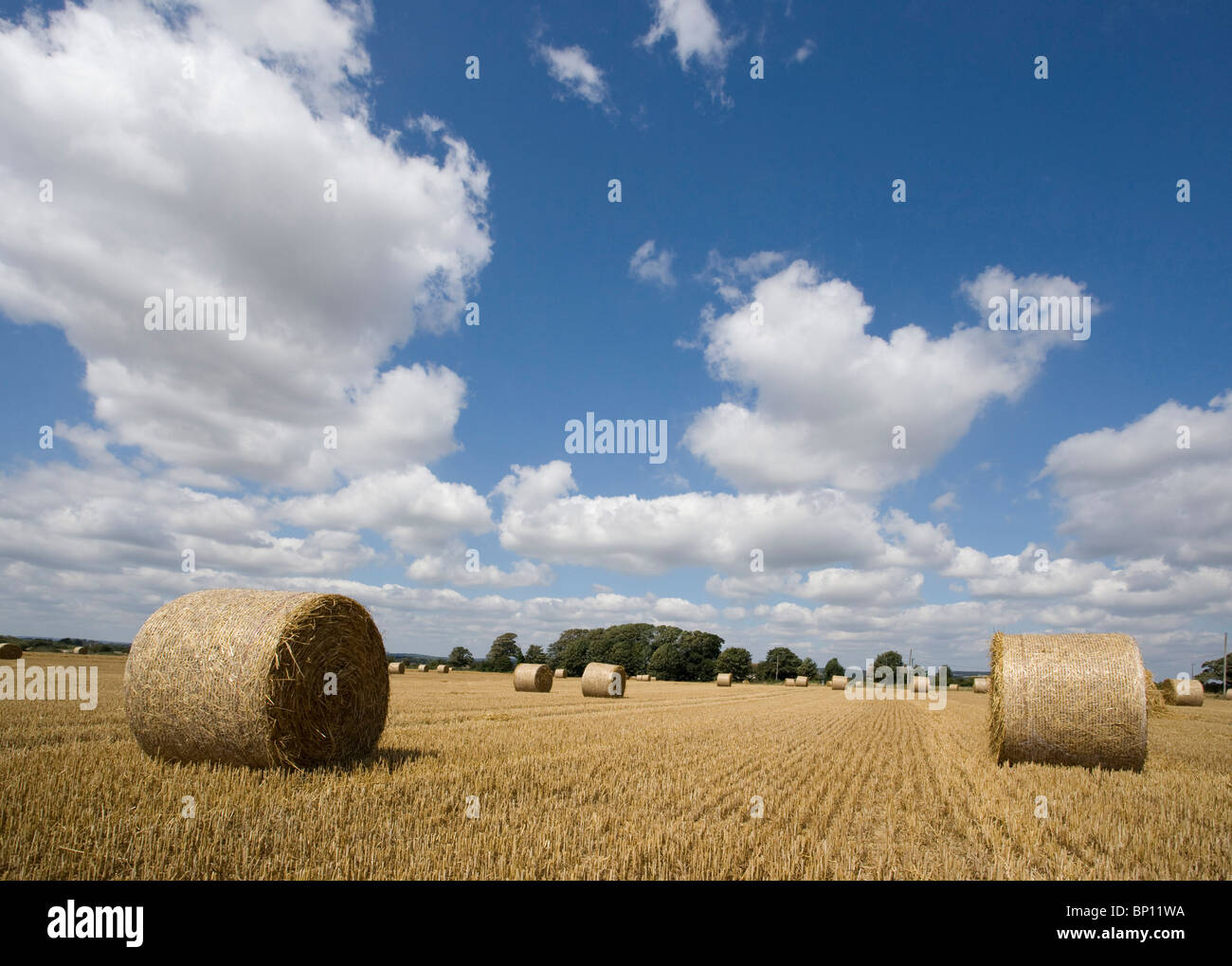 Roundels of Cut Hay at Harvest Time Stock Photo - Alamy