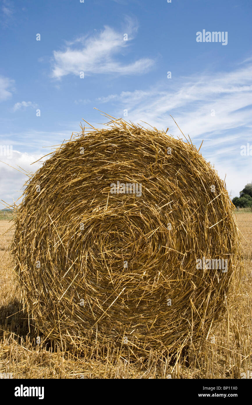 Roundels of Cut Hay at Harvest Time Stock Photo - Alamy