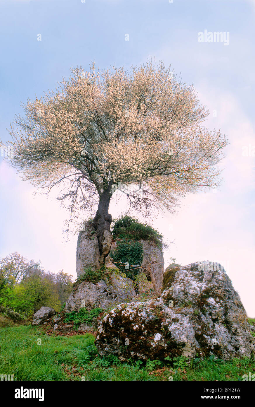 Plum tree in bloom Stock Photo - Alamy