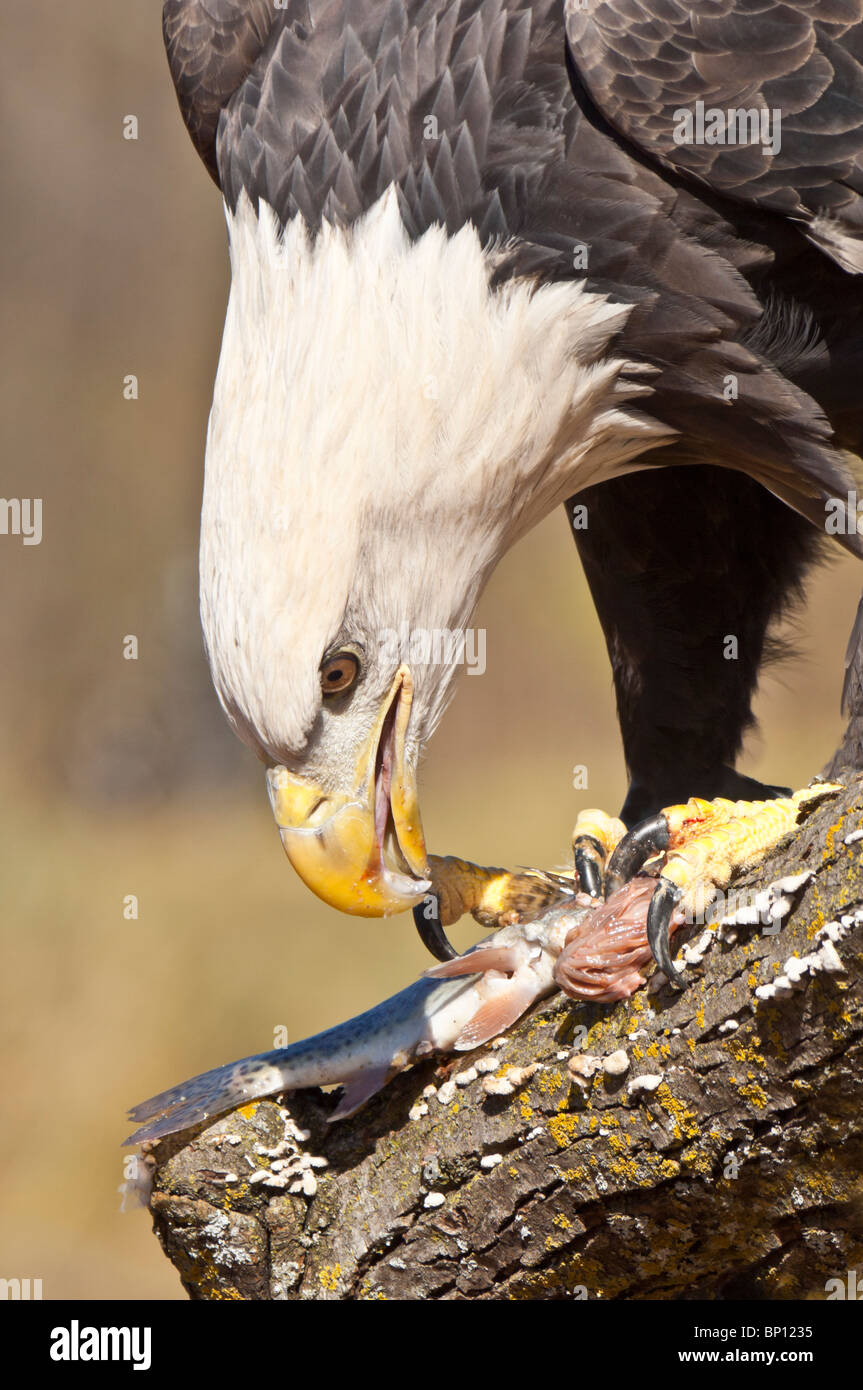Bald eagle with trout hi-res stock photography and images - Alamy