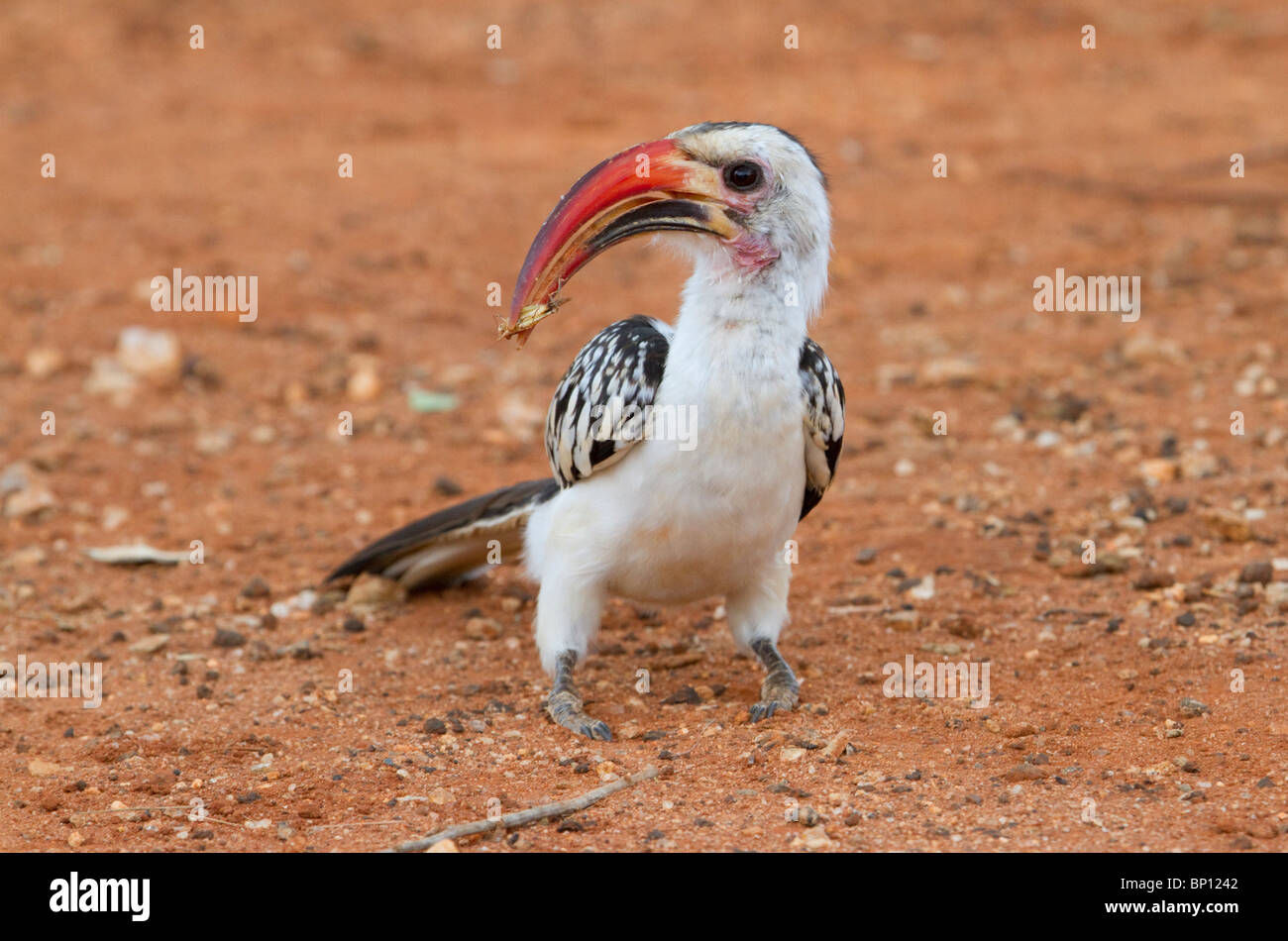 Tockus High Resolution Stock Photography and Images - Alamy