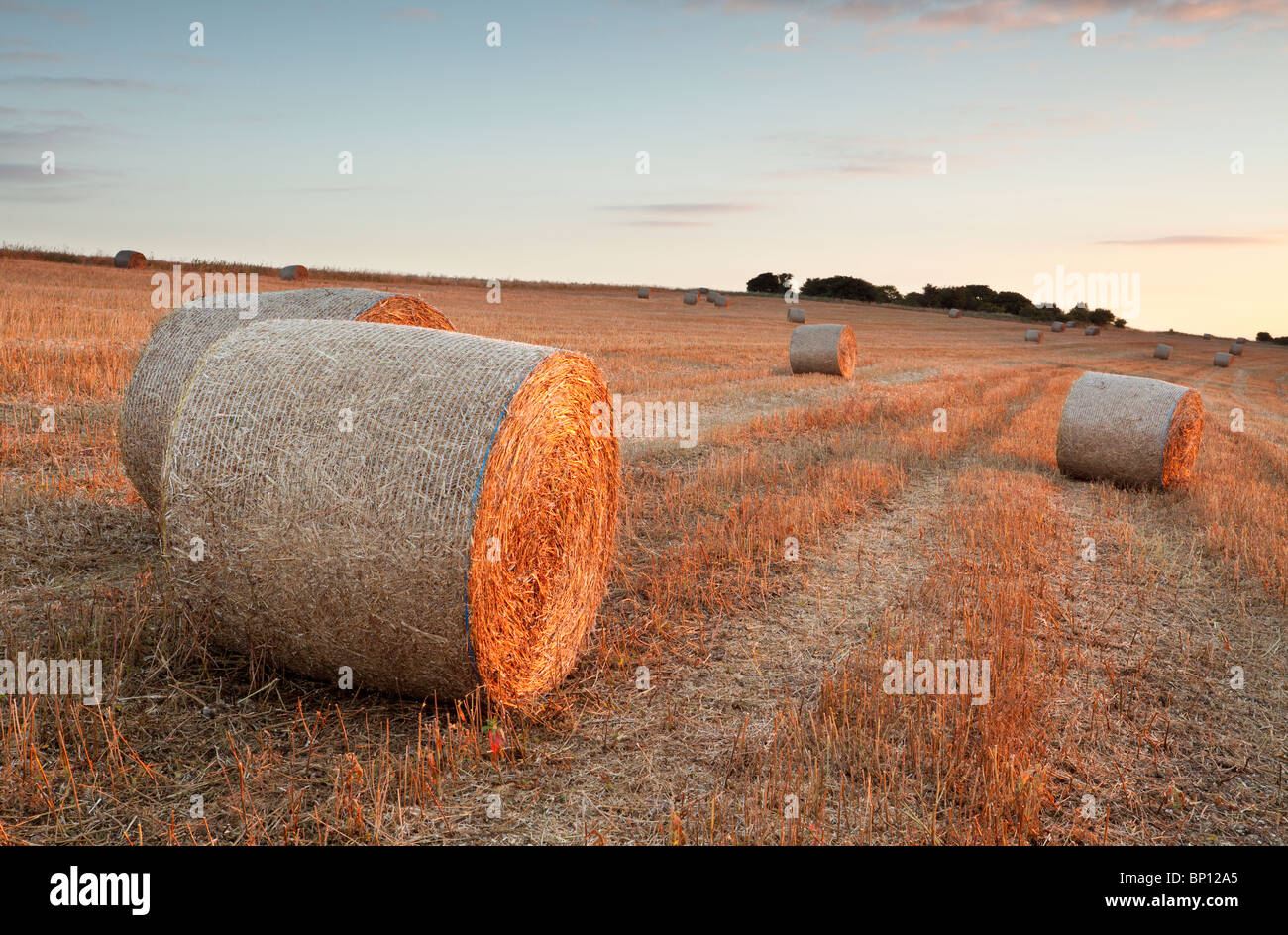 Hay bales on the South Downs at sunrise in beautiful golden light Stock ...