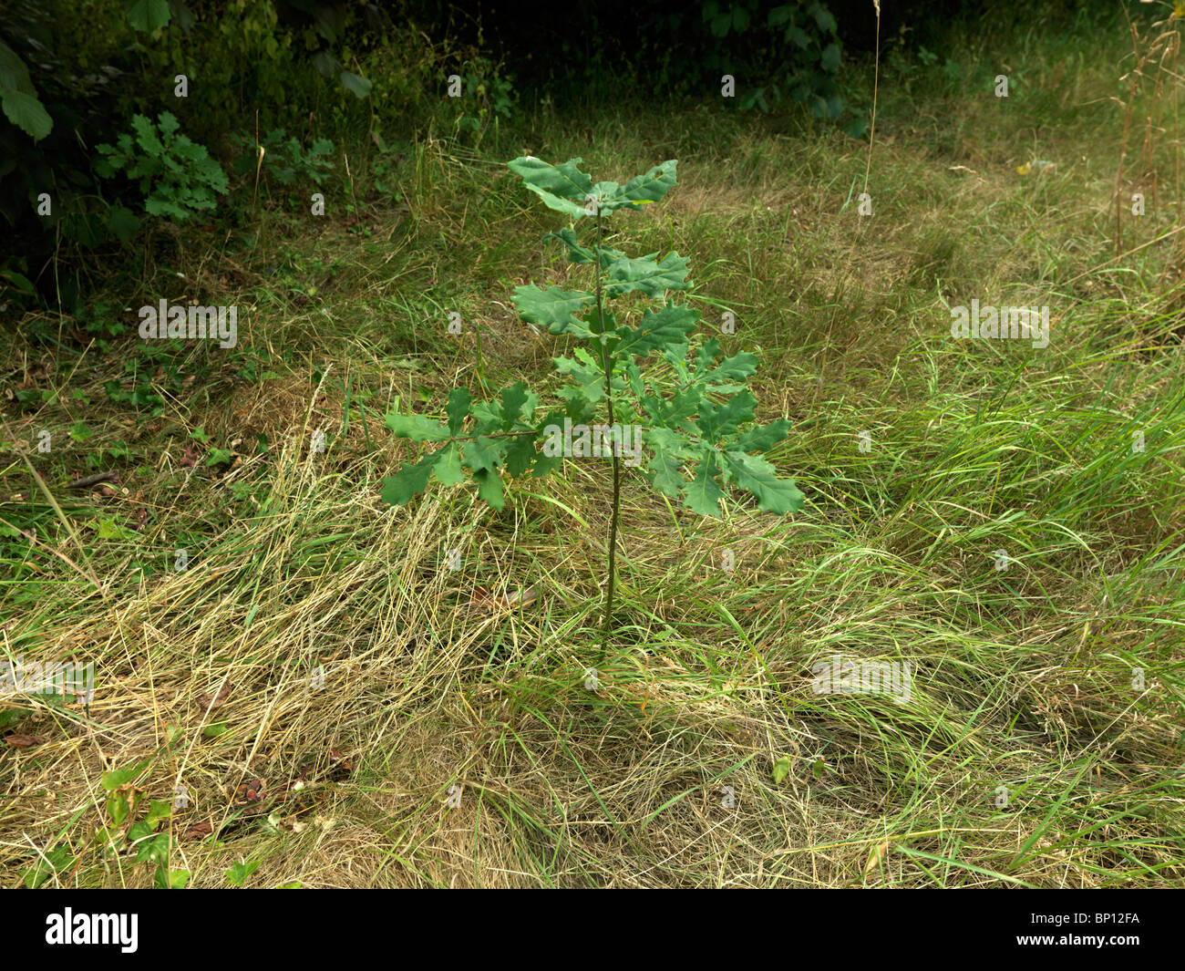 Oak sapling hi-res stock photography and images - Alamy
