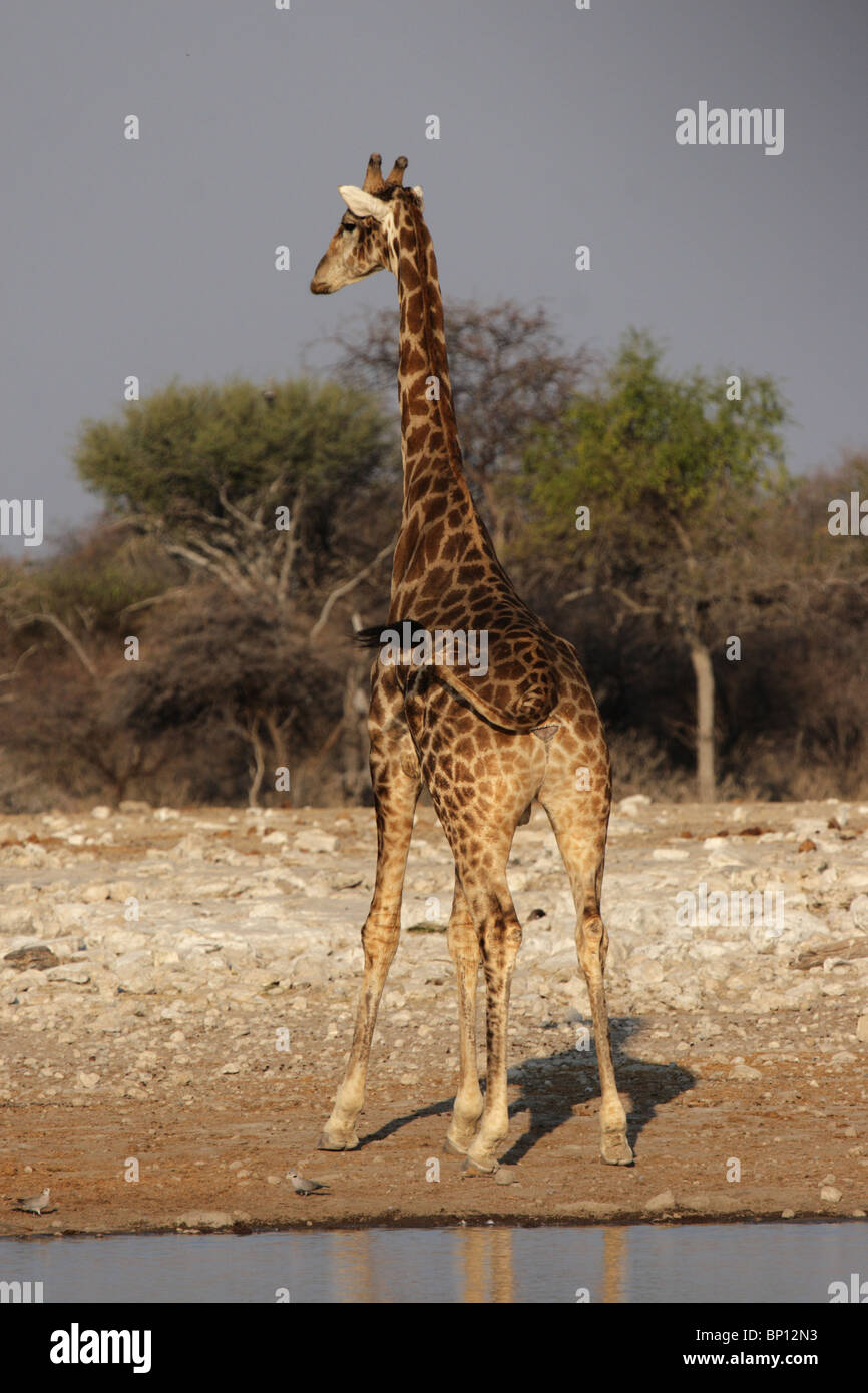 Giraffe at the waterhole in the Etosha National Park, Namibia Stock ...
