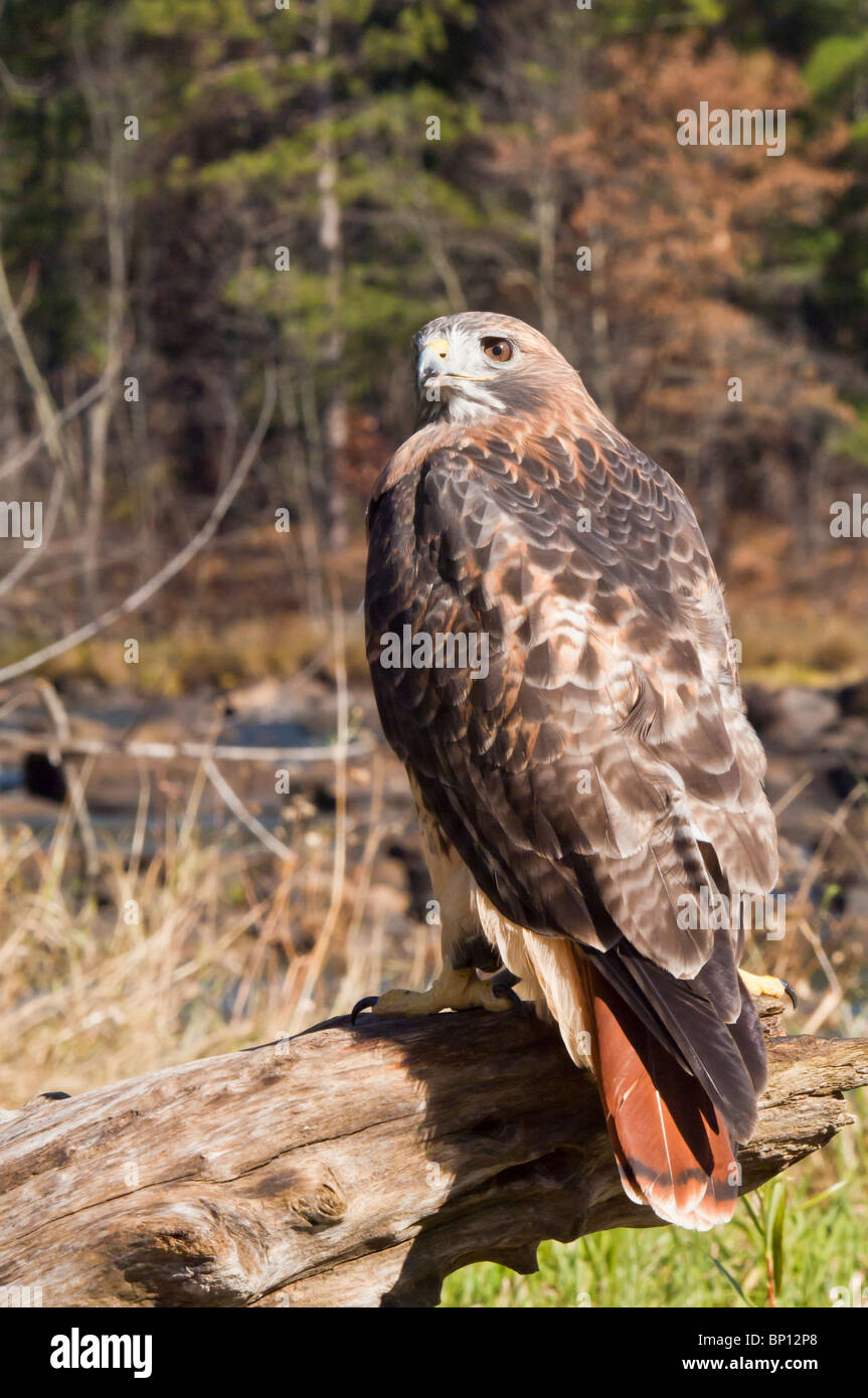 Red-tailed Hawk, Buteo jamaicensis, female, Minnesota, USA Stock Photo ...