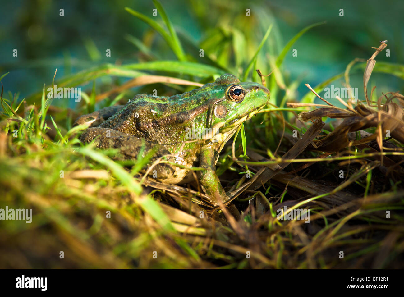 The frog lake sits on the bank of a reservoir Stock Photo - Alamy