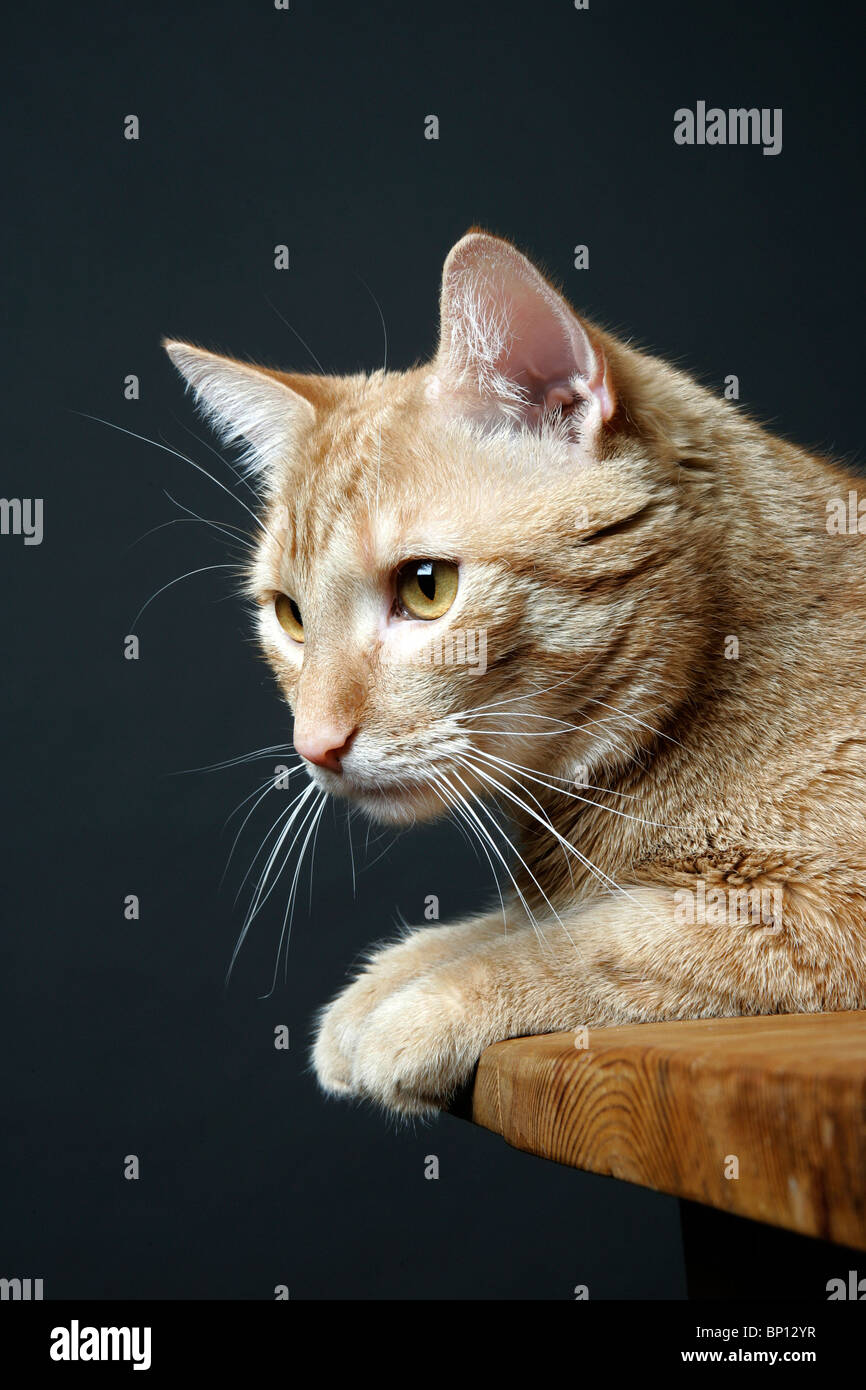 Portrait of a cat Stock Photo - Alamy