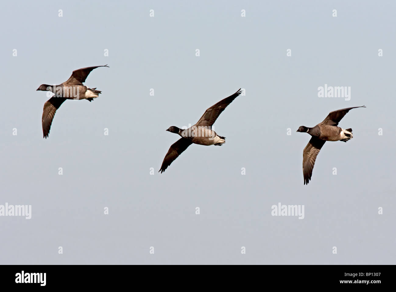 brent goose (Branta bernicla) three adult birds in flight, Cley ...