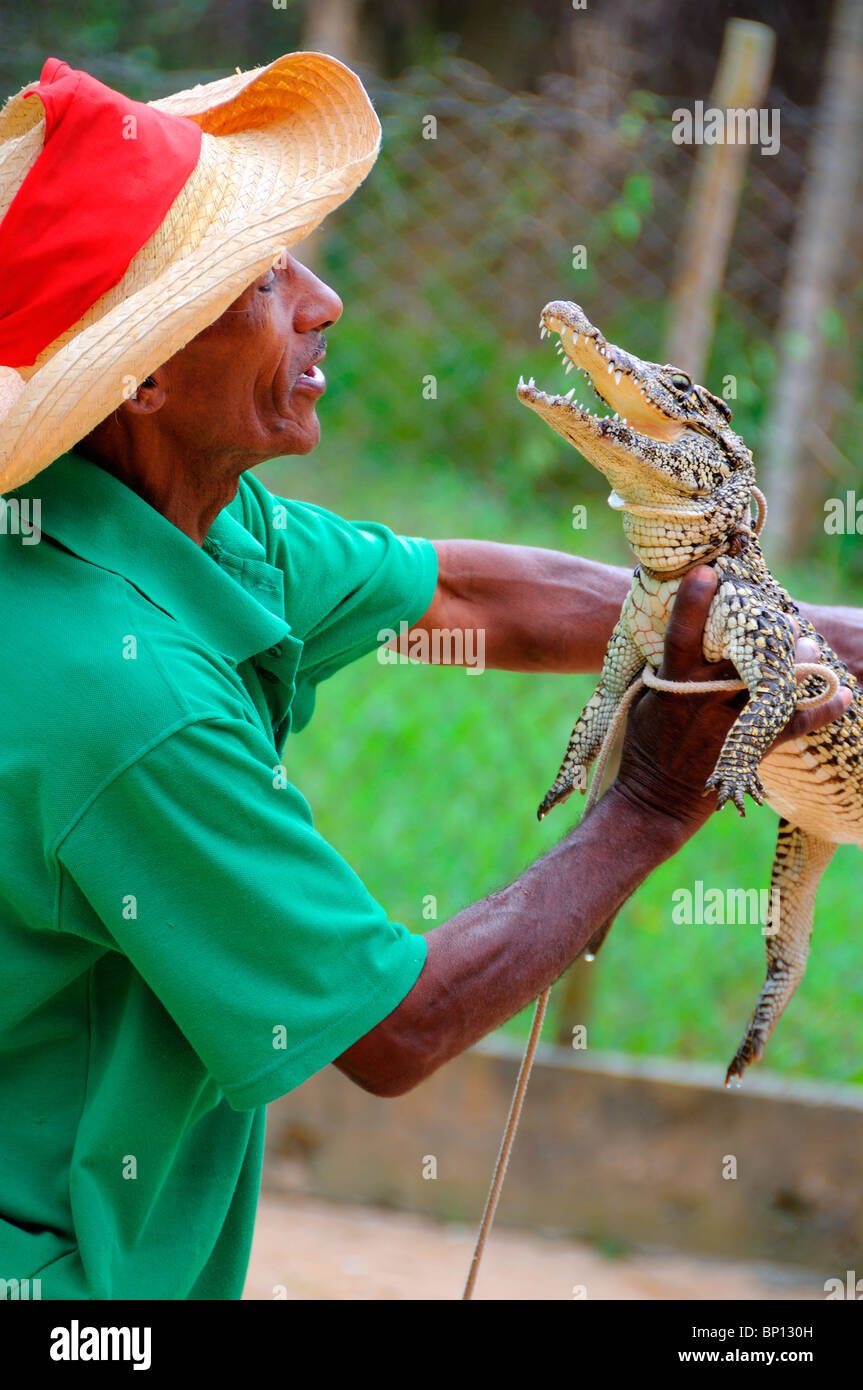 Portrait of a man holding small crocodile in Guama lagoon, cuba Stock ...