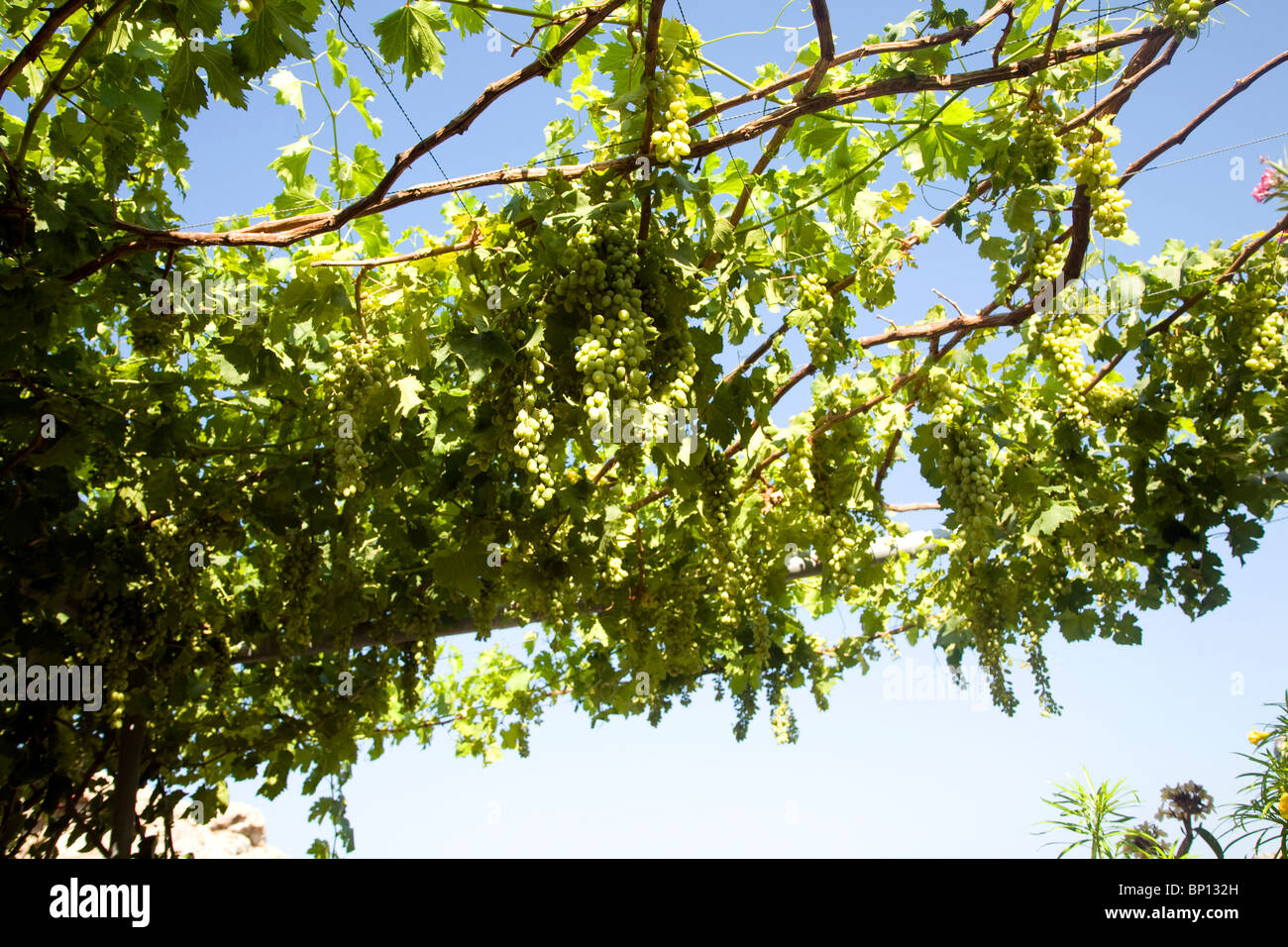 Grape vine wires hi-res stock photography and images - Alamy