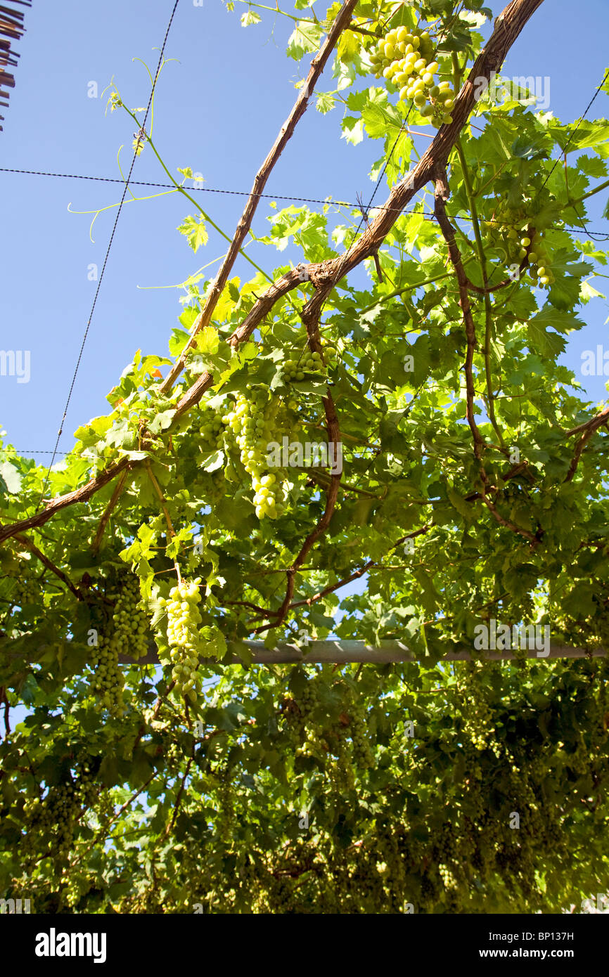 Greece vines hi-res stock photography and images - Alamy