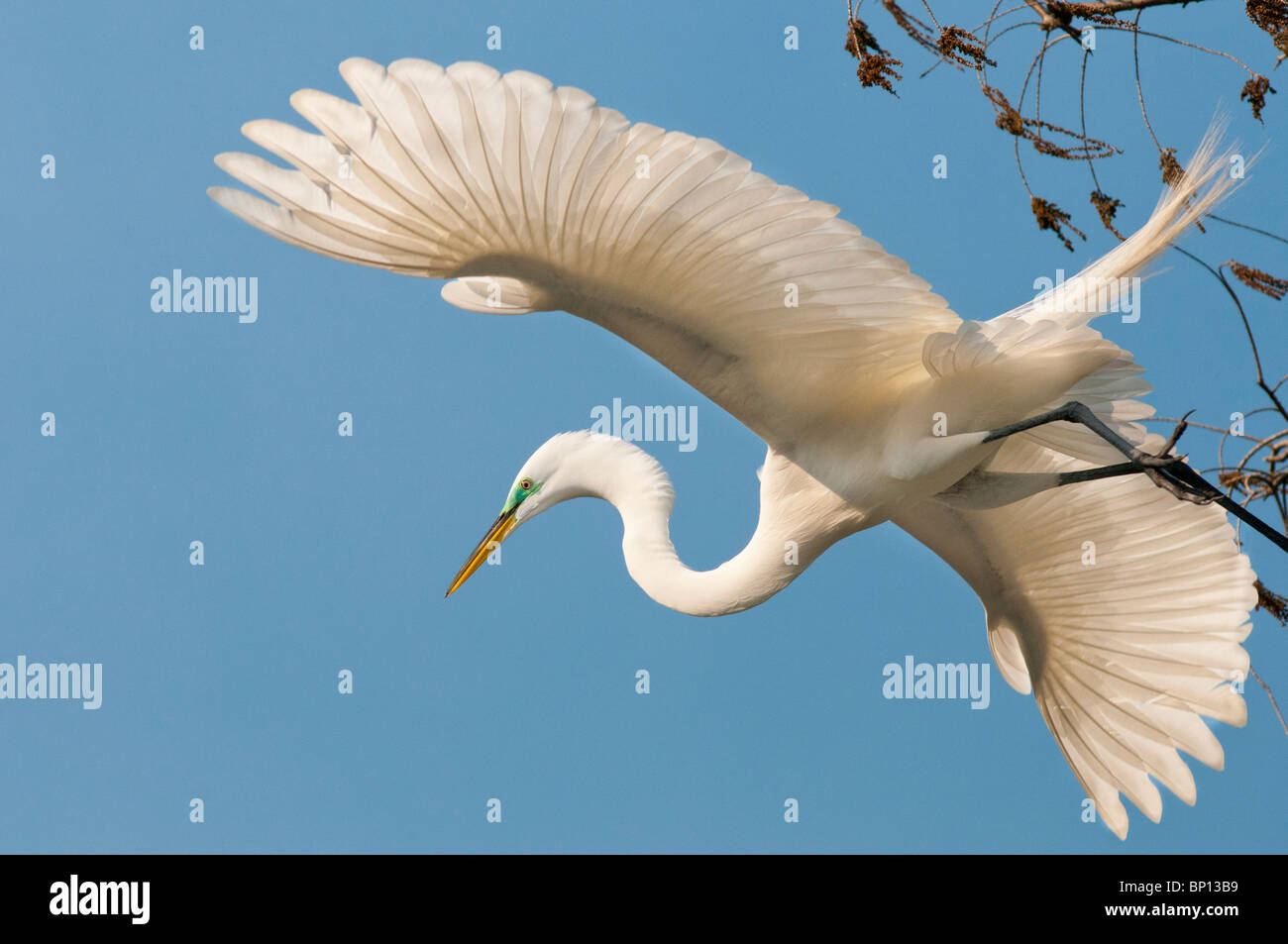 A graceful Great Egret, Egretta alba, in flight Stock Photo - Alamy