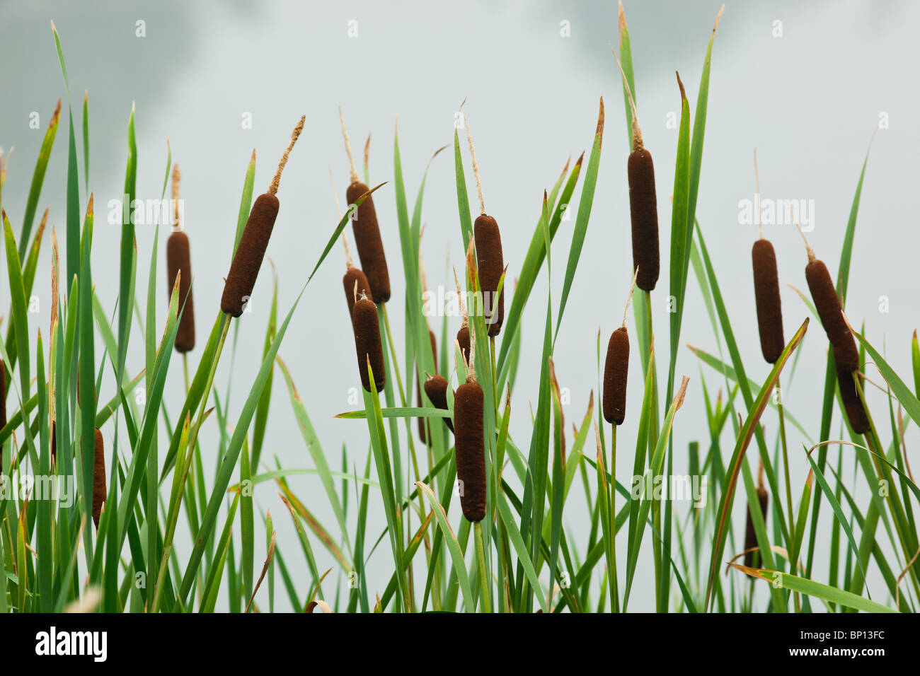 Typha latifolia, Common Bulrush, Broadleaf Cattail, blackamoor, flag ...