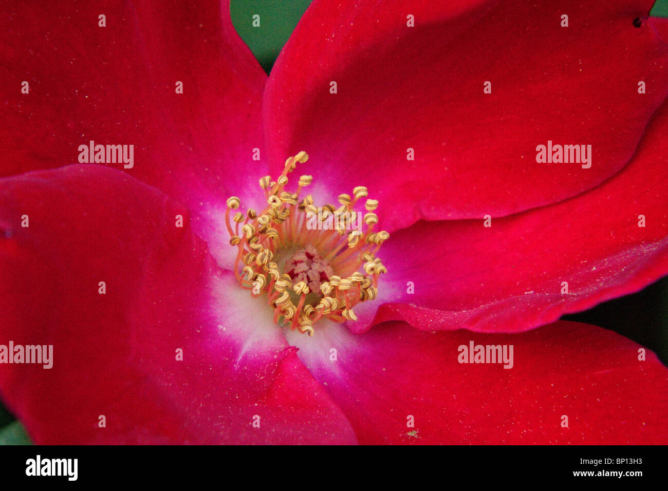 Red rose run hi-res stock photography and images - Alamy
