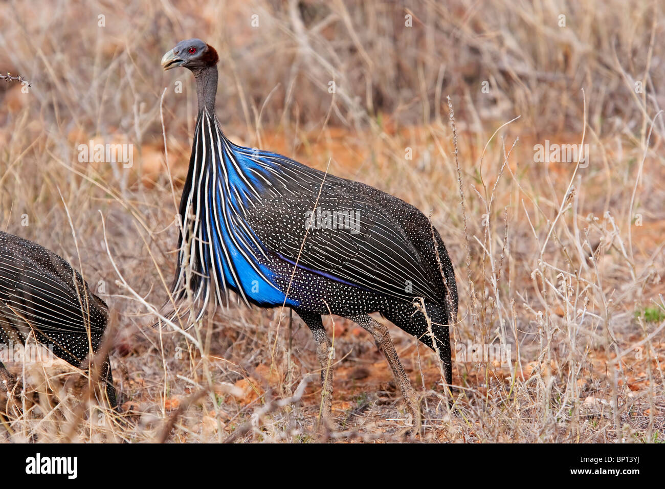 vulturine guineafowl (Acryllium vulturinum) adult walking in savanna ...