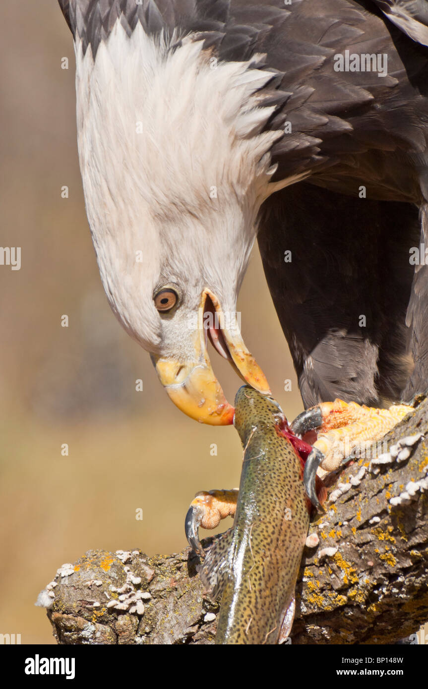 Bald Eagle, Haliaeetus leucocephalus, eating a rainbow trout ...