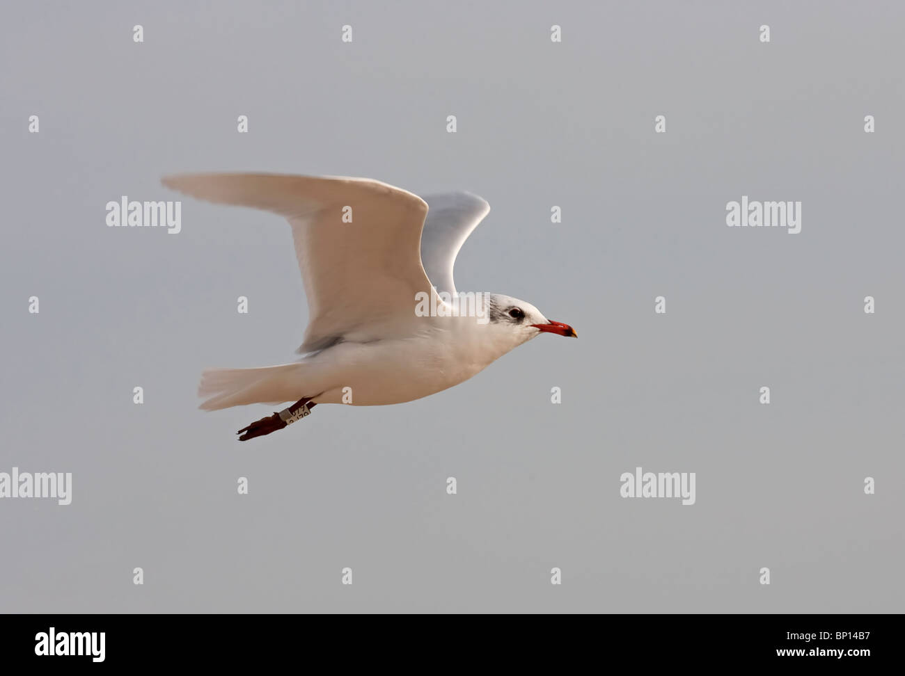 Mediterranean gull (Larus melanocephalus) single bird in winter plumage ...