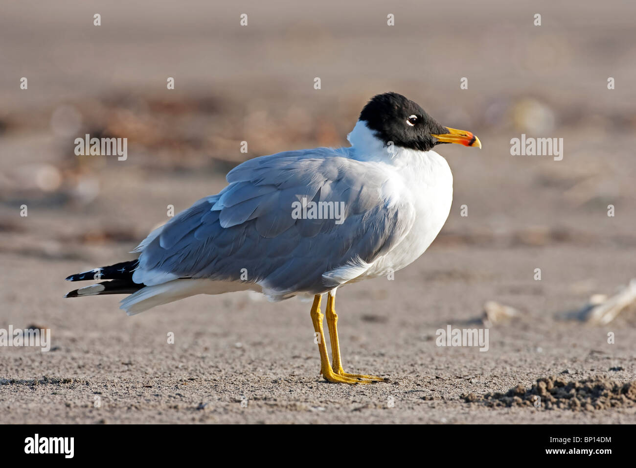 great black-headed gull or Pallas's gull (Ichthyaetus ichthyaetus) adult in summer plumage ...