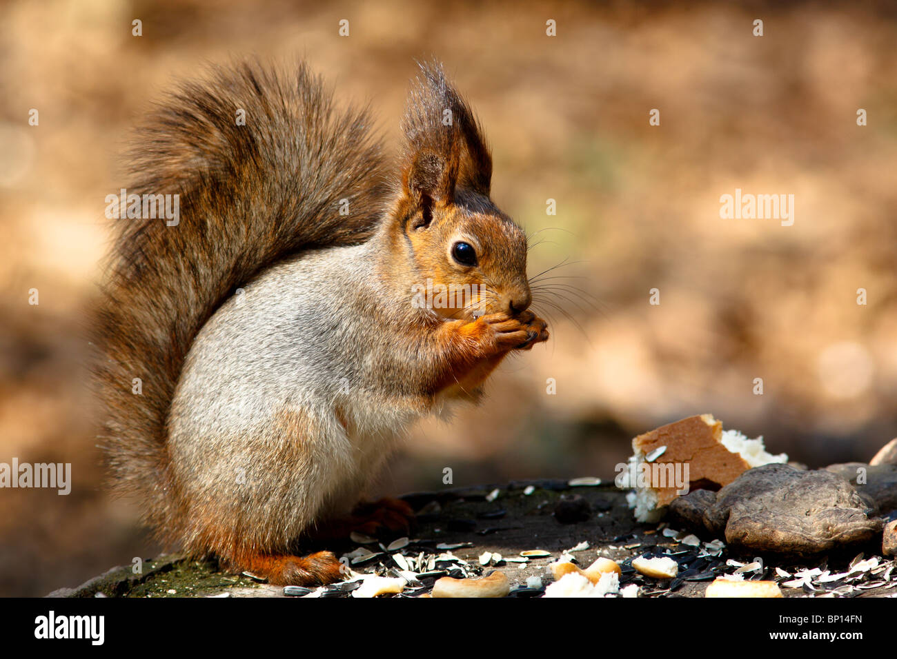 The squirrel - a nice rodent who becomes tame in city park Stock Photo ...
