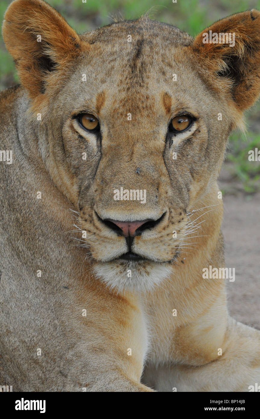 Male Lion portrait, no mane, Selous Stock Photo - Alamy