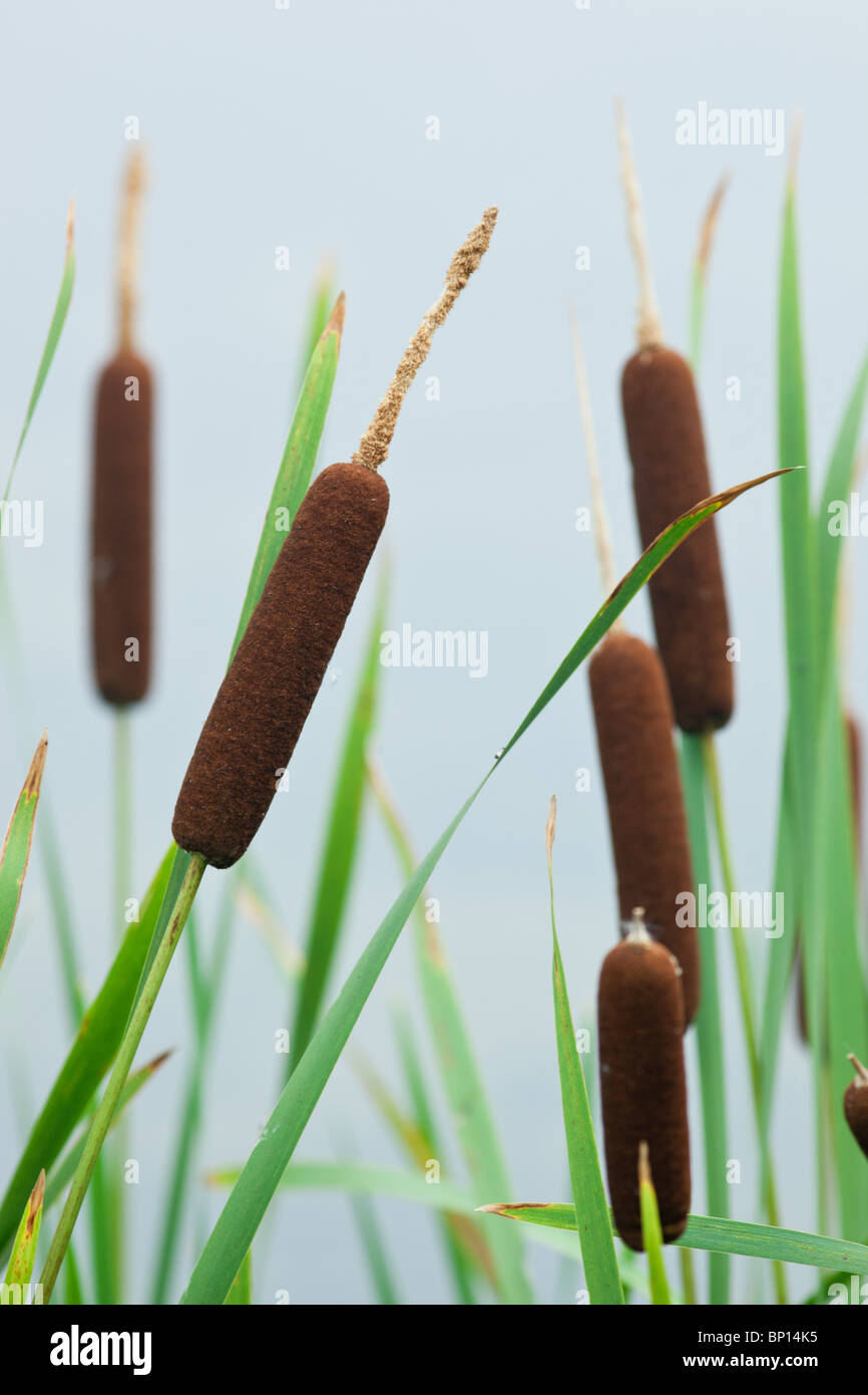 Typha latifolia, Common Bulrush, Broadleaf Cattail, blackamoor, flag ...