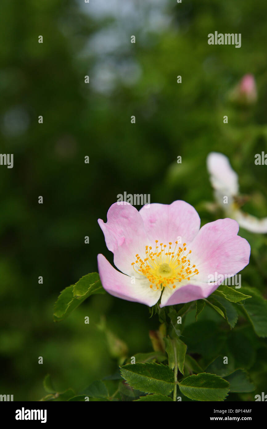 Rose hip in blossom (Rosa canina Stock Photo - Alamy