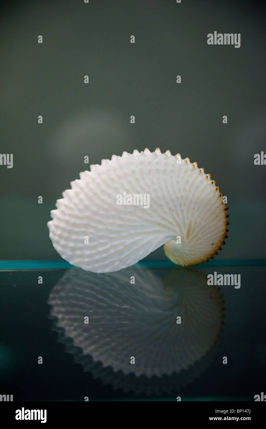 Reflected table top hi-res stock photography and images - Alamy