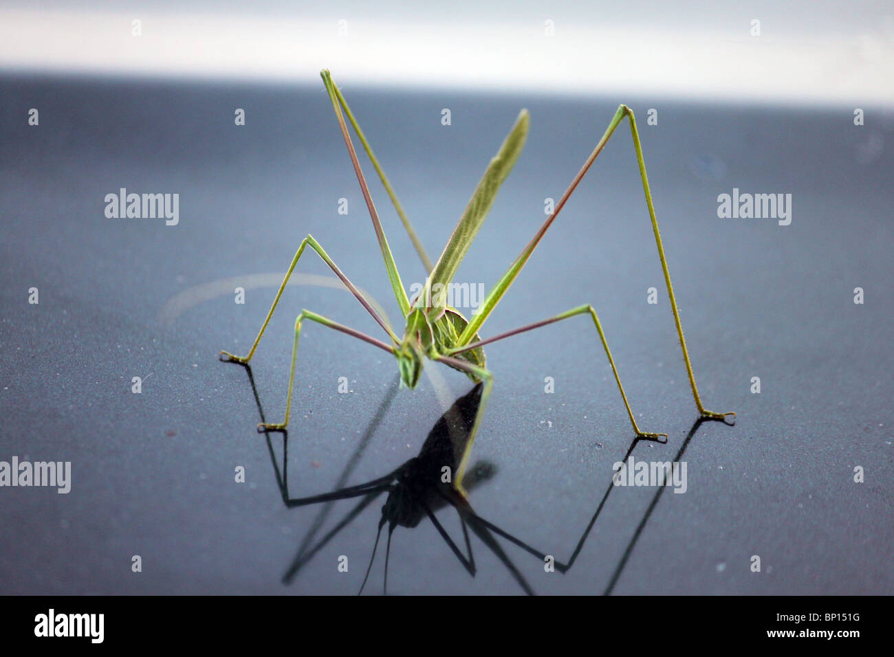 Insect on a car hood Stock Photo - Alamy