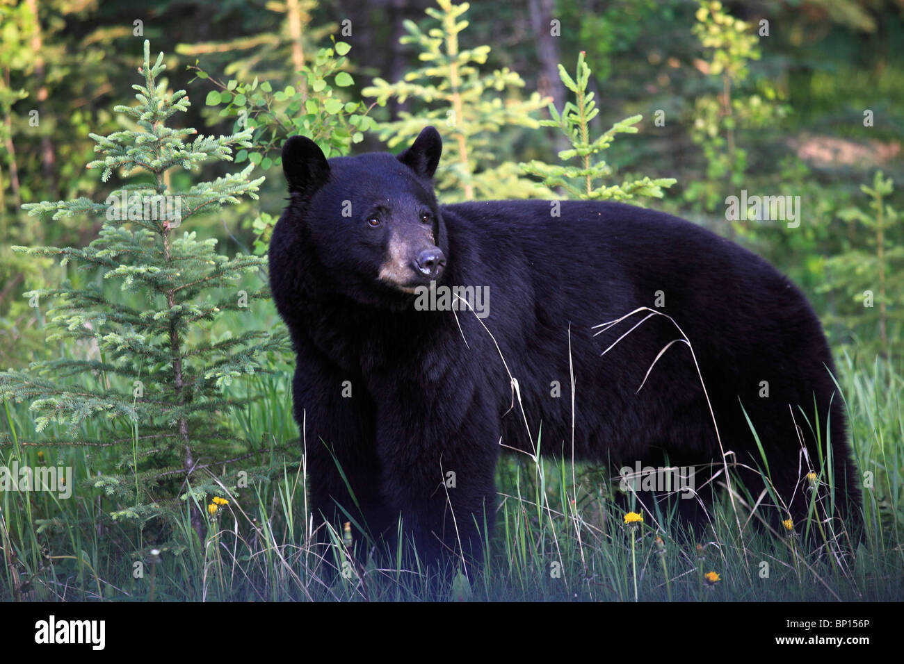 Black bear alberta hi-res stock photography and images - Alamy