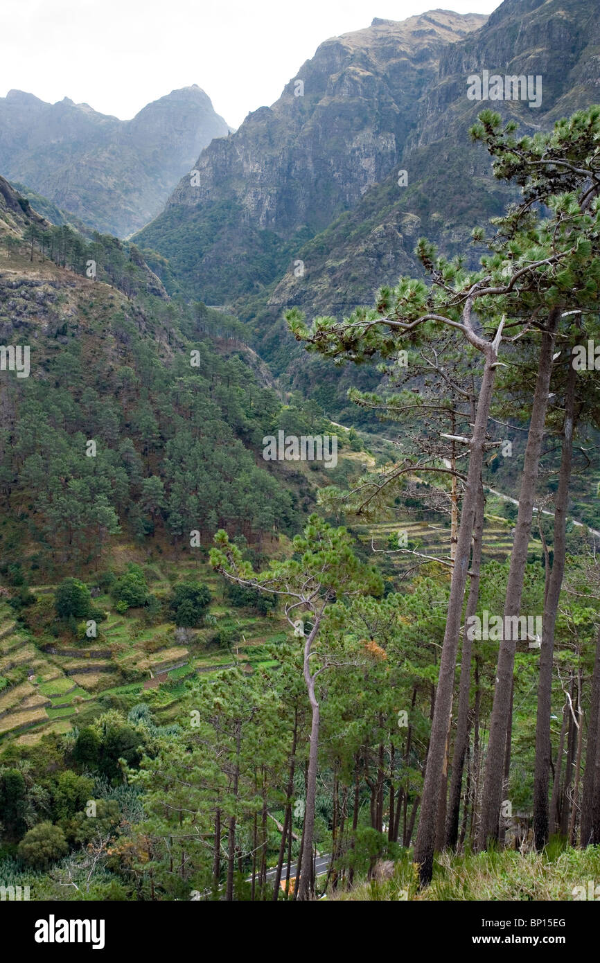Farm terraces in the valley of the Ribeira Brava, Madeira Stock Photo ...