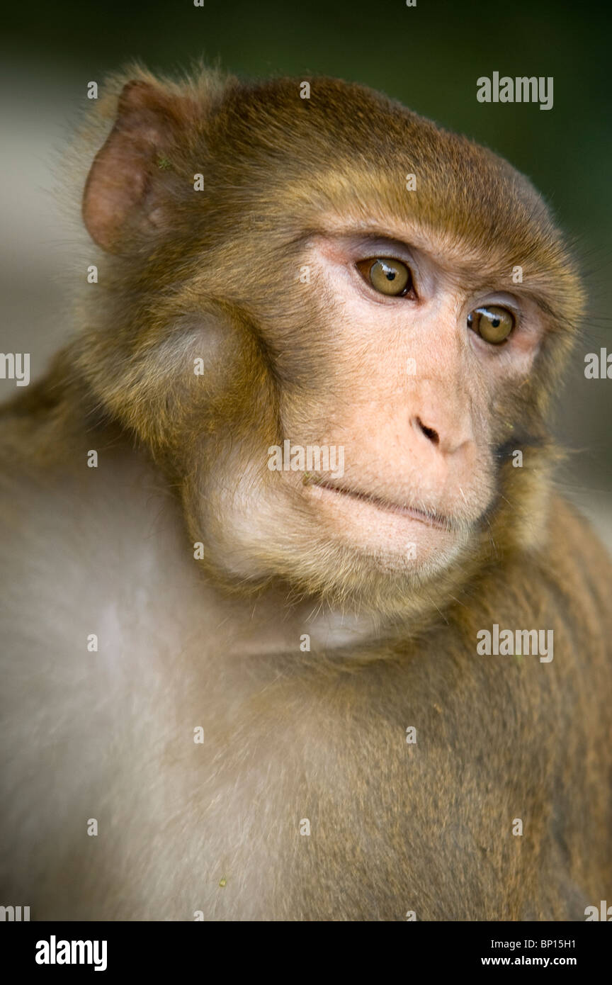 Rhesus Macaque at Swayambhunath Temple, Kathmandu, Nepal Stock Photo ...