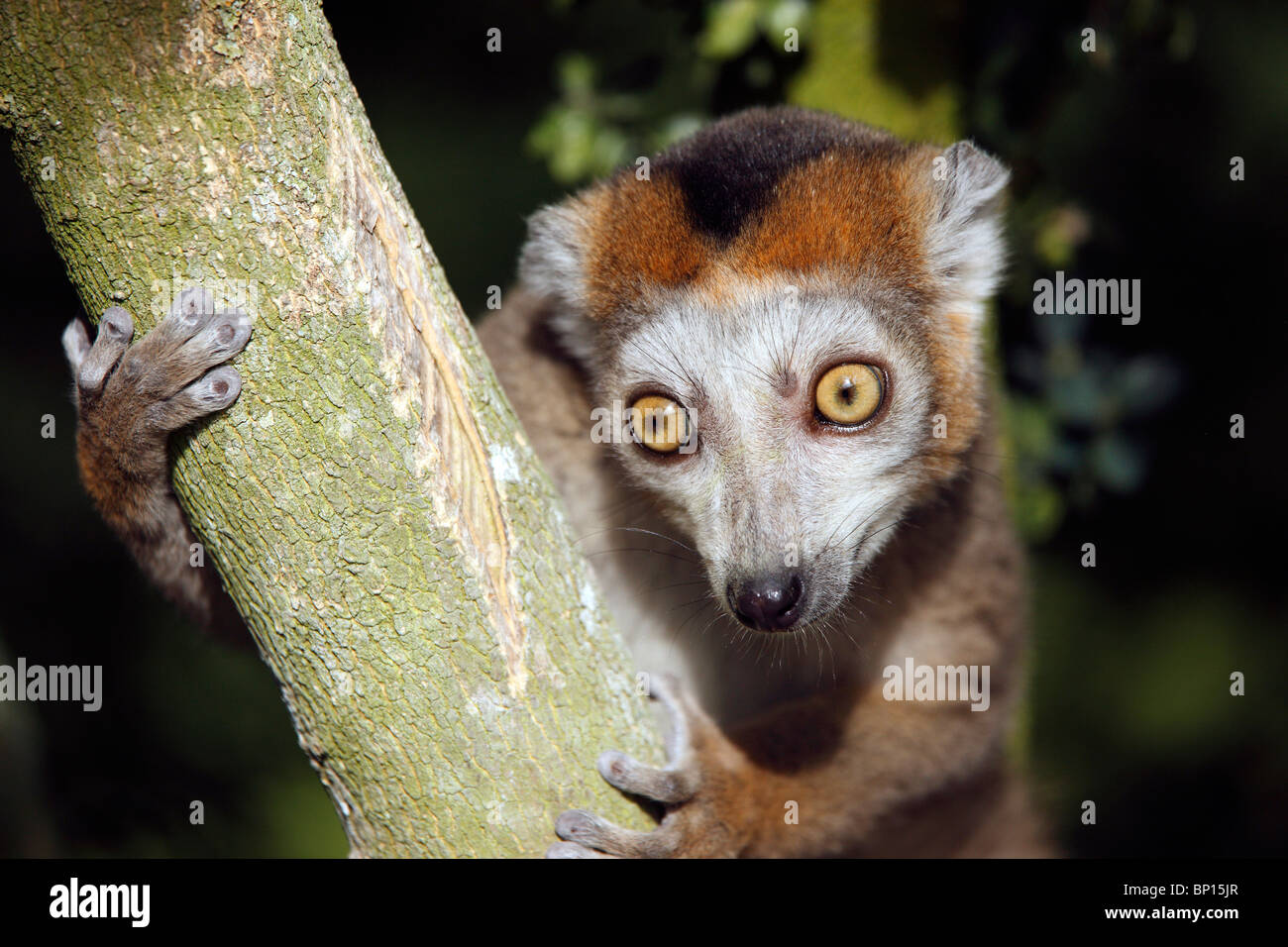 Crowned lemur hi-res stock photography and images - Alamy