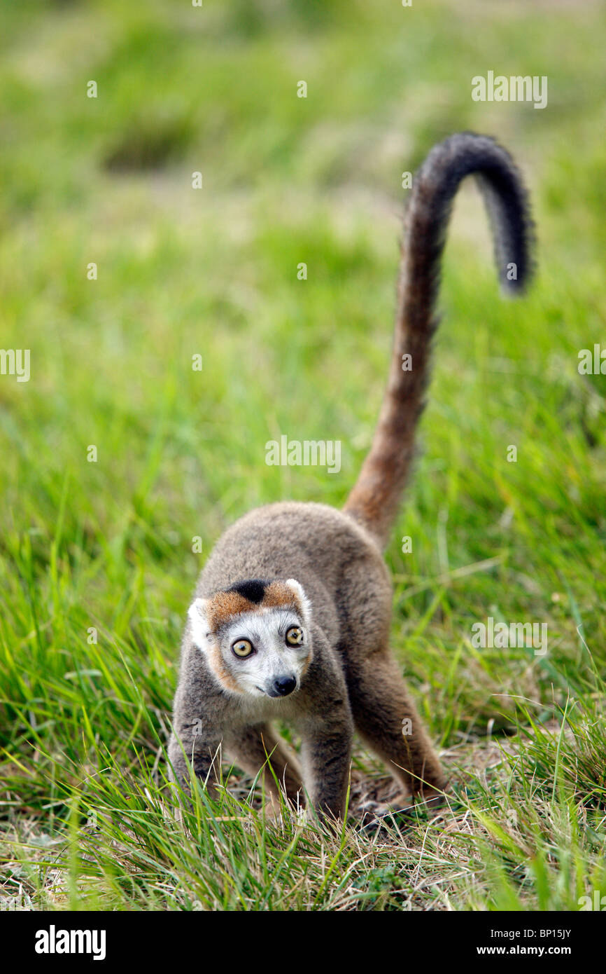 Crowned lemur (eulemur coronatus Stock Photo - Alamy