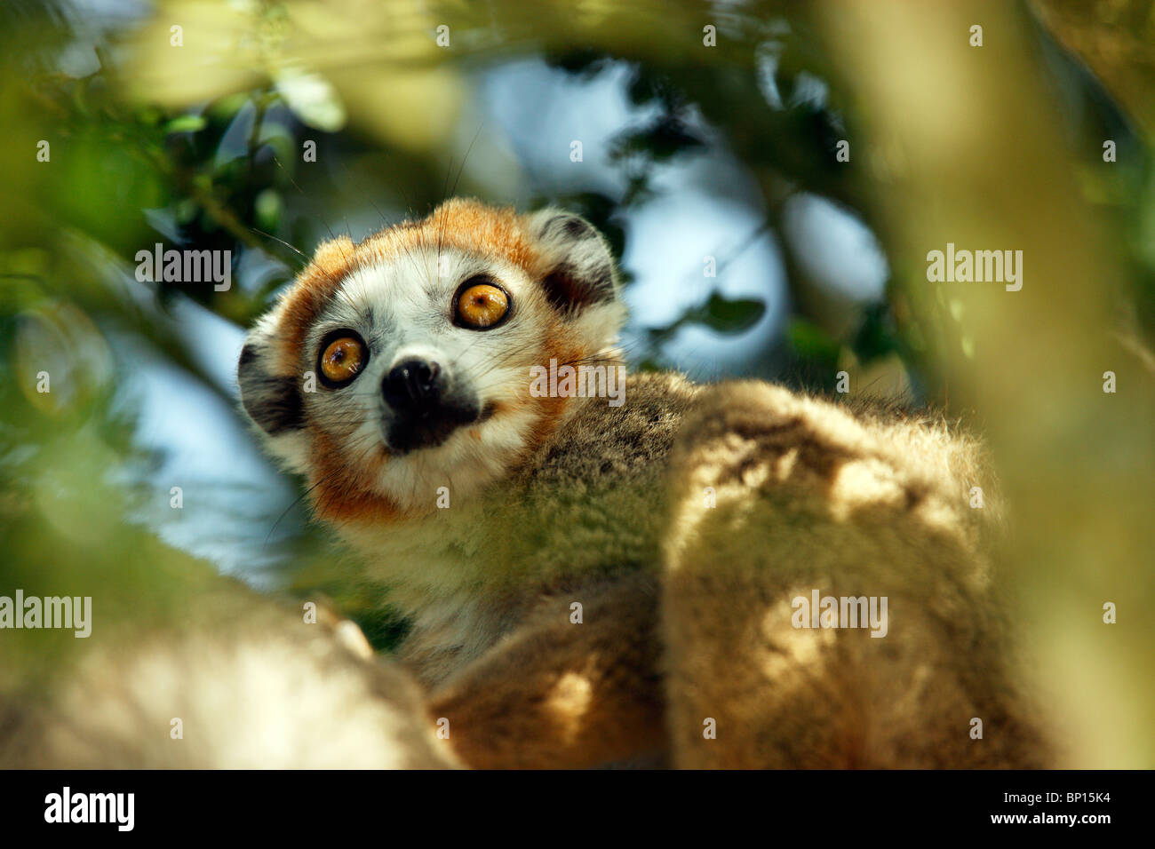 Crowned lemur (eulemur coronatus Stock Photo - Alamy